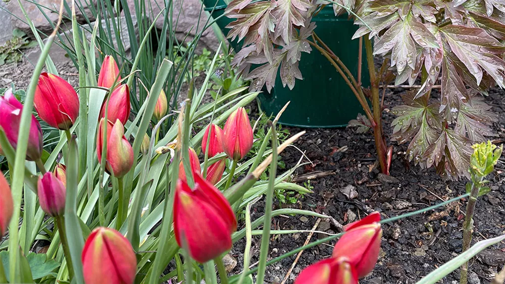 Wildtulpen – Insektenfreundlicher Start in den Frühling