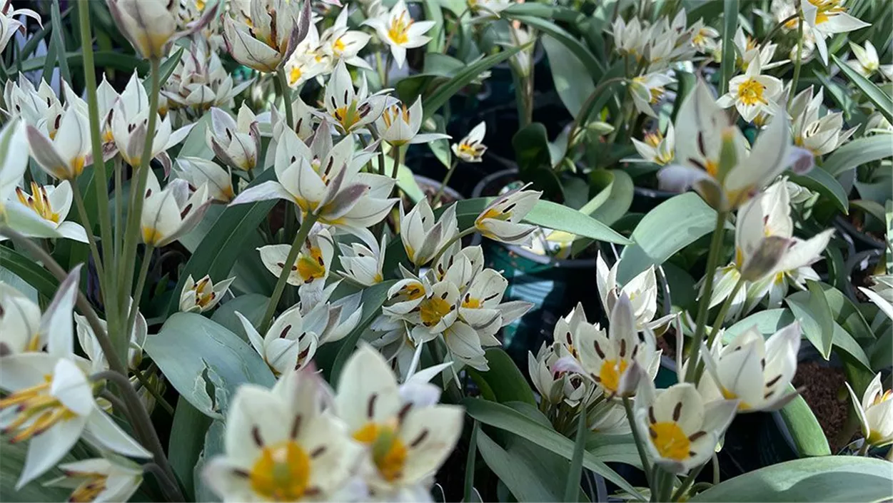 Wildtulpen – Insektenfreundlicher Start in den Frühling