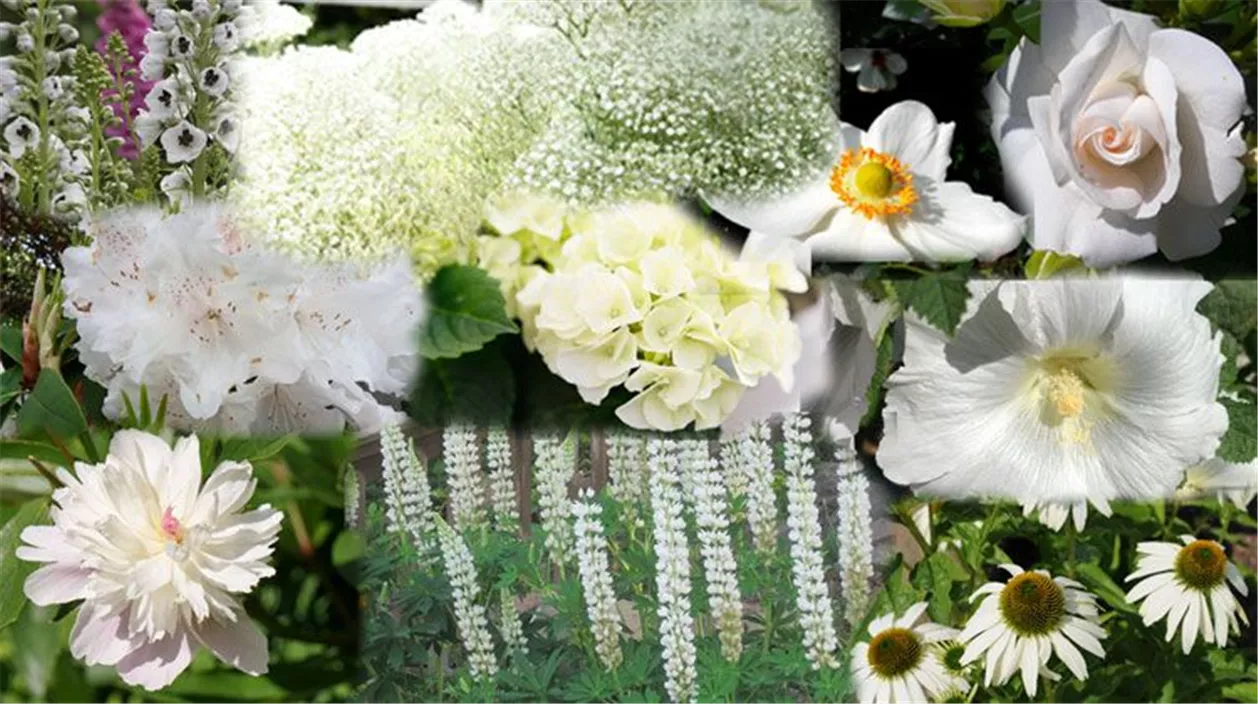 Die schönsten weißen Blumen für Ihren Garten oder Balkon!