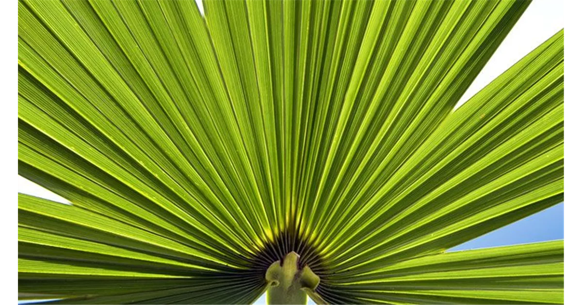 Winterharte Palmen: Welche Palmenarten sind die besten?