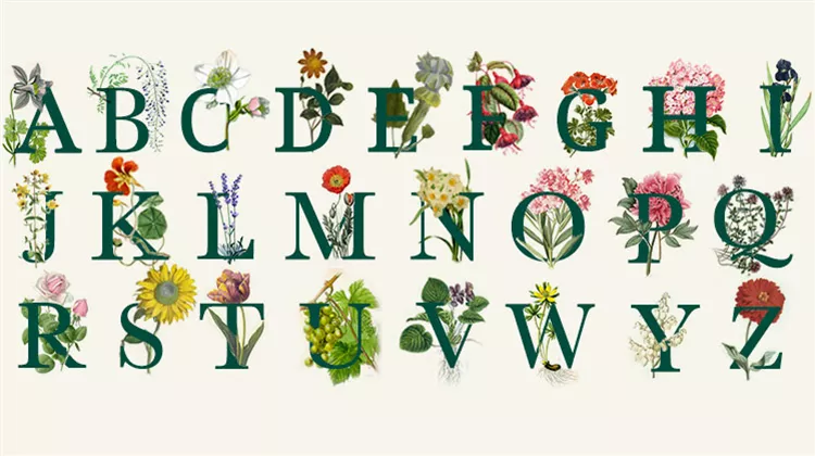 Gartenpflanzen A-Z: sortiert nach Standort, Blüte und Pflege
