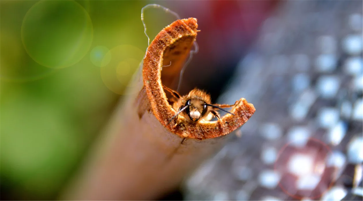 Wildbienenarten Übersicht – Welche Arten könnt Ihr in Eurem Garten finden?