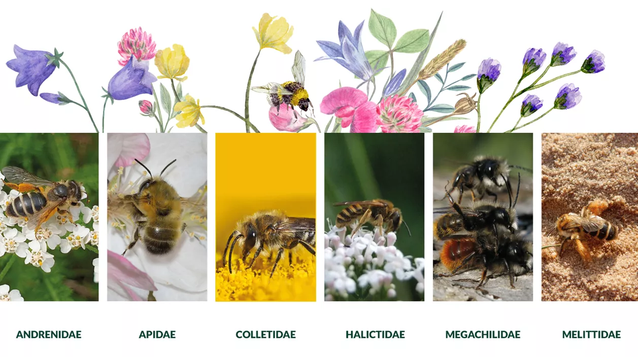 Wildbienenarten Übersicht – Welche Arten könnt Ihr in Eurem Garten finden?