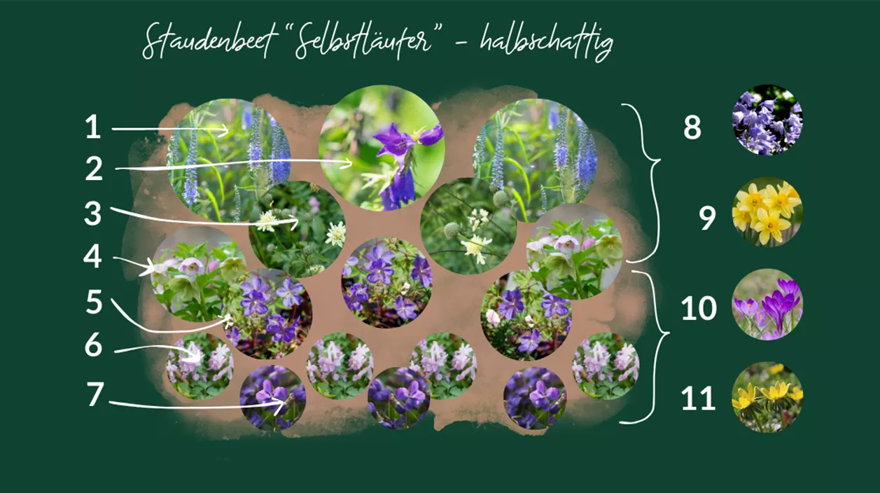 Die schönsten, mehrjährigen Bienenstauden – Top 10 Liste